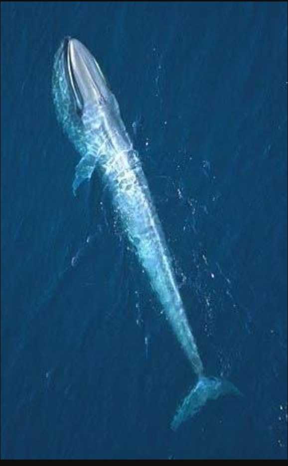 Saham TNCA (Trimuda Nuansa Citra Tbk.) | Stockbit | Stockbit ...