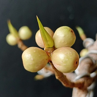 Saham: PGEO - PT. Pertamina Geothermal Energy Tbk. | Stockbit